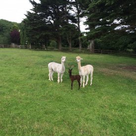Segrave Barns Gallery Wedding Concert Venue Pictures
